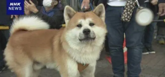 40 Akita Dogs To Parade Along Shibuya Street to Celebrate 100 years ...